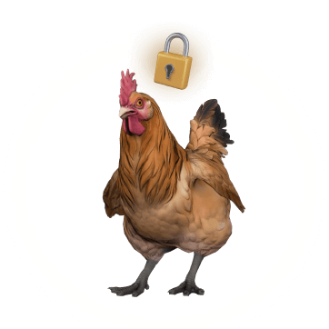 Chicken.GG | Gamble at a licensed CSGO and CS2 Casino